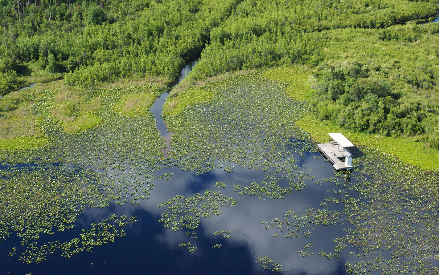 overhead picture of swamp – Live Out